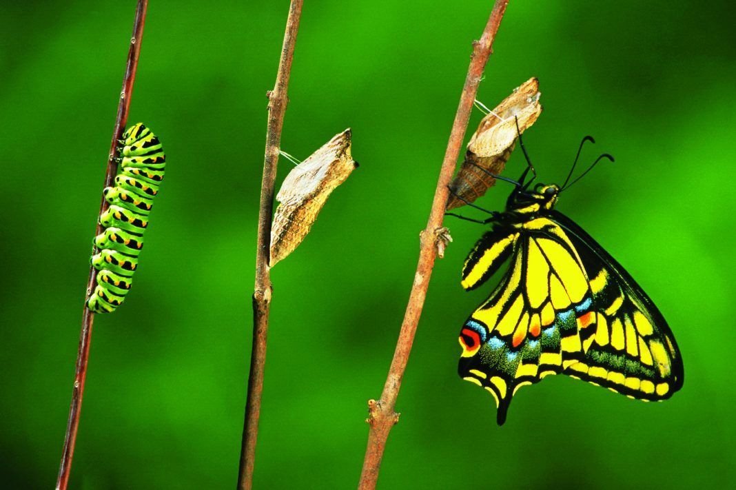 Phrasal verb “turn into” - meanings, pronunciation, transcription, examples